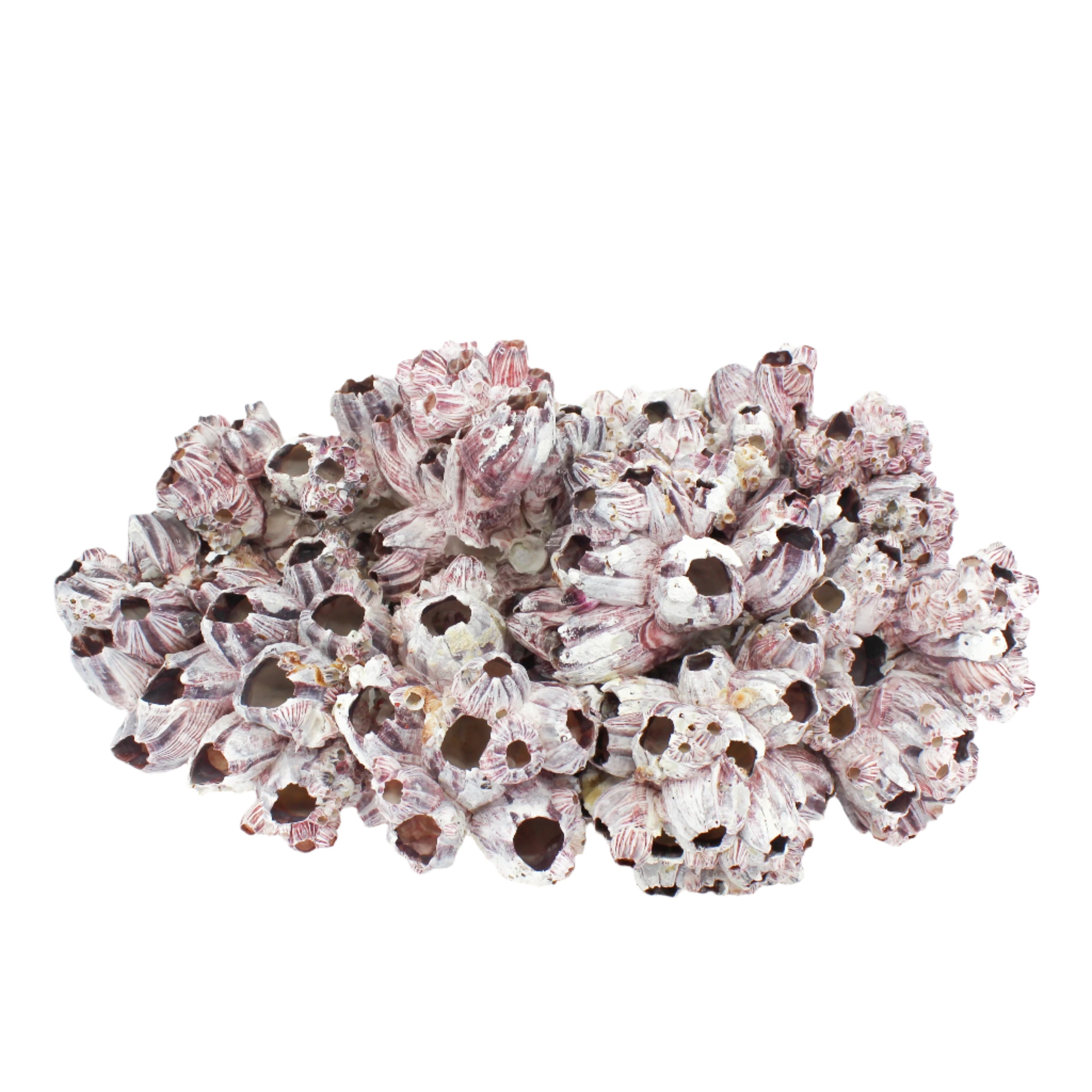 Barnacles 14-18" – Salt Flat Trading Co.