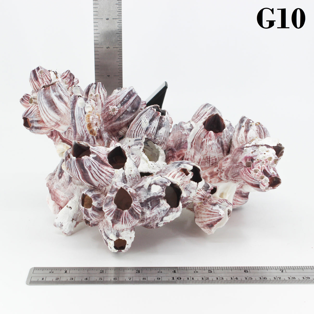 Barnacles 7-10" – Salt Flat Trading Co.