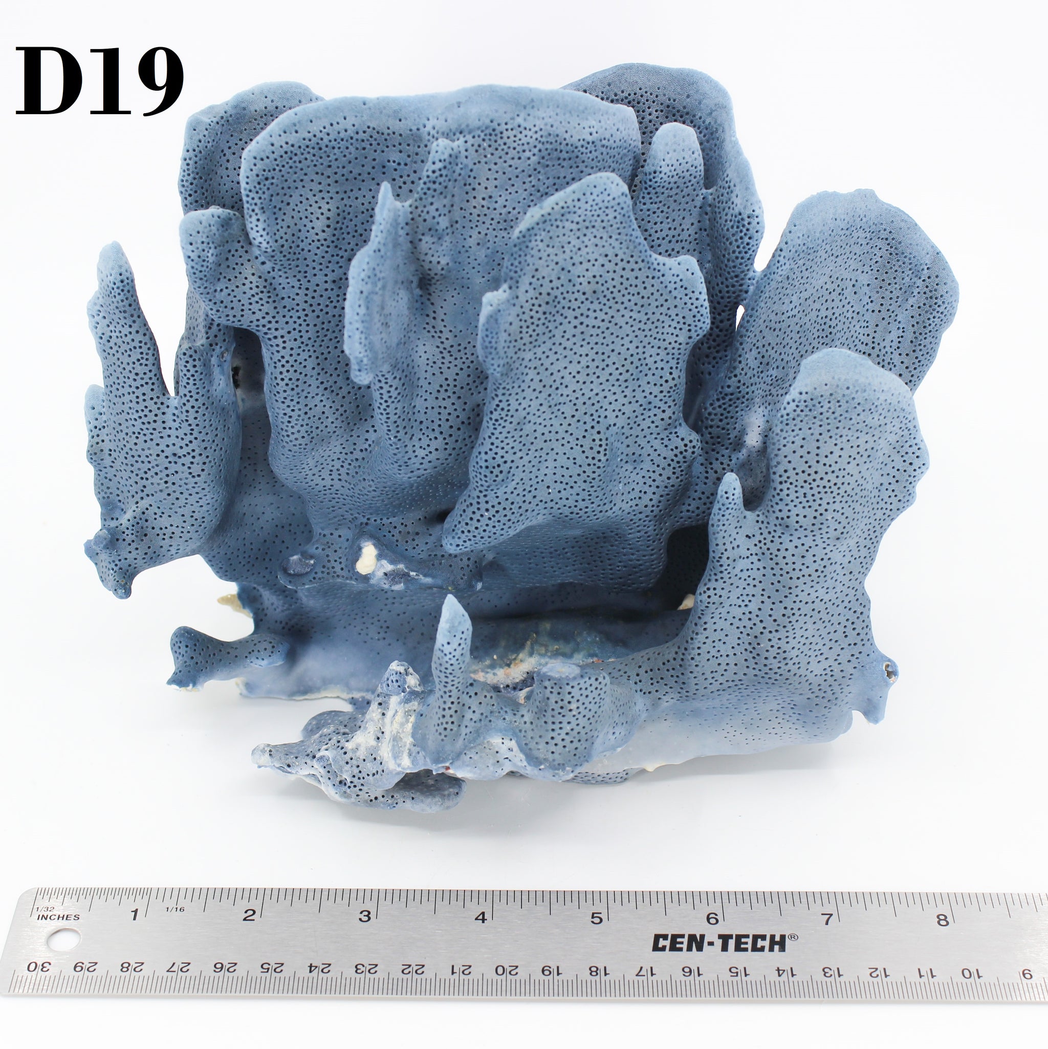 Blue Coral 7-10" – Salt Flat Trading Co.