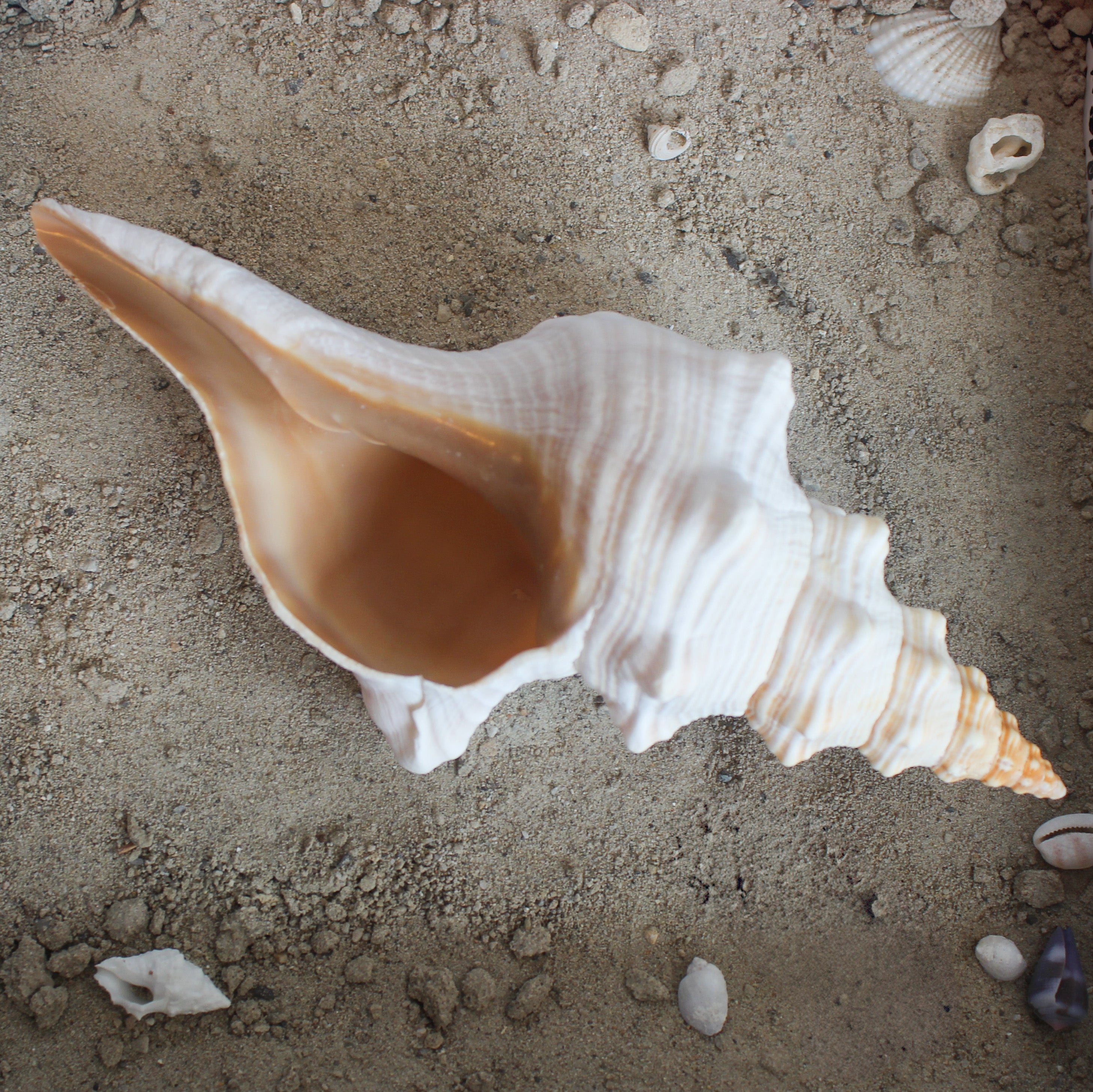 Horse Conch 6-8" – Salt Flat Trading Co.