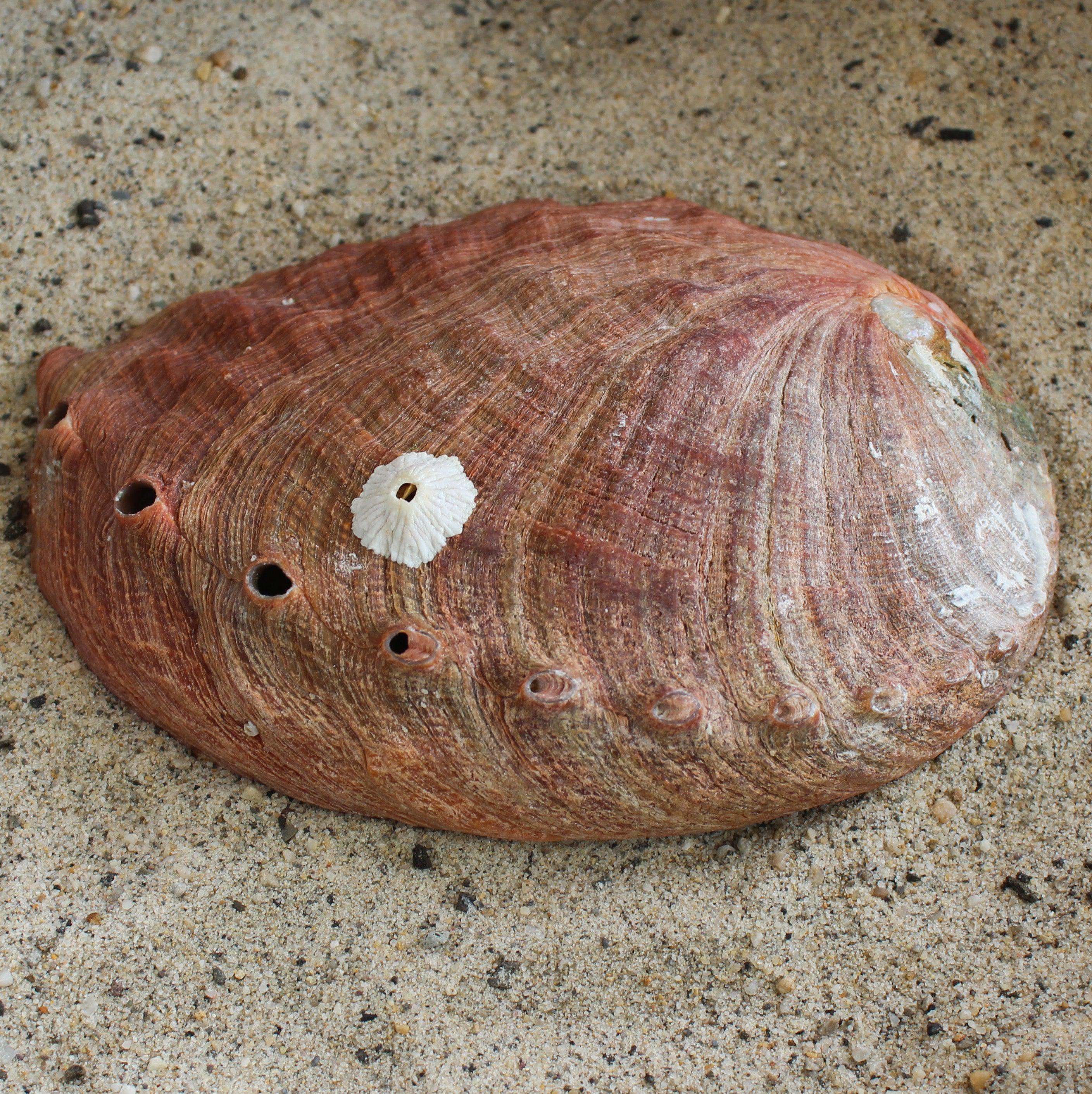 Red Abalone Unpolished – Salt Flat Trading Co.