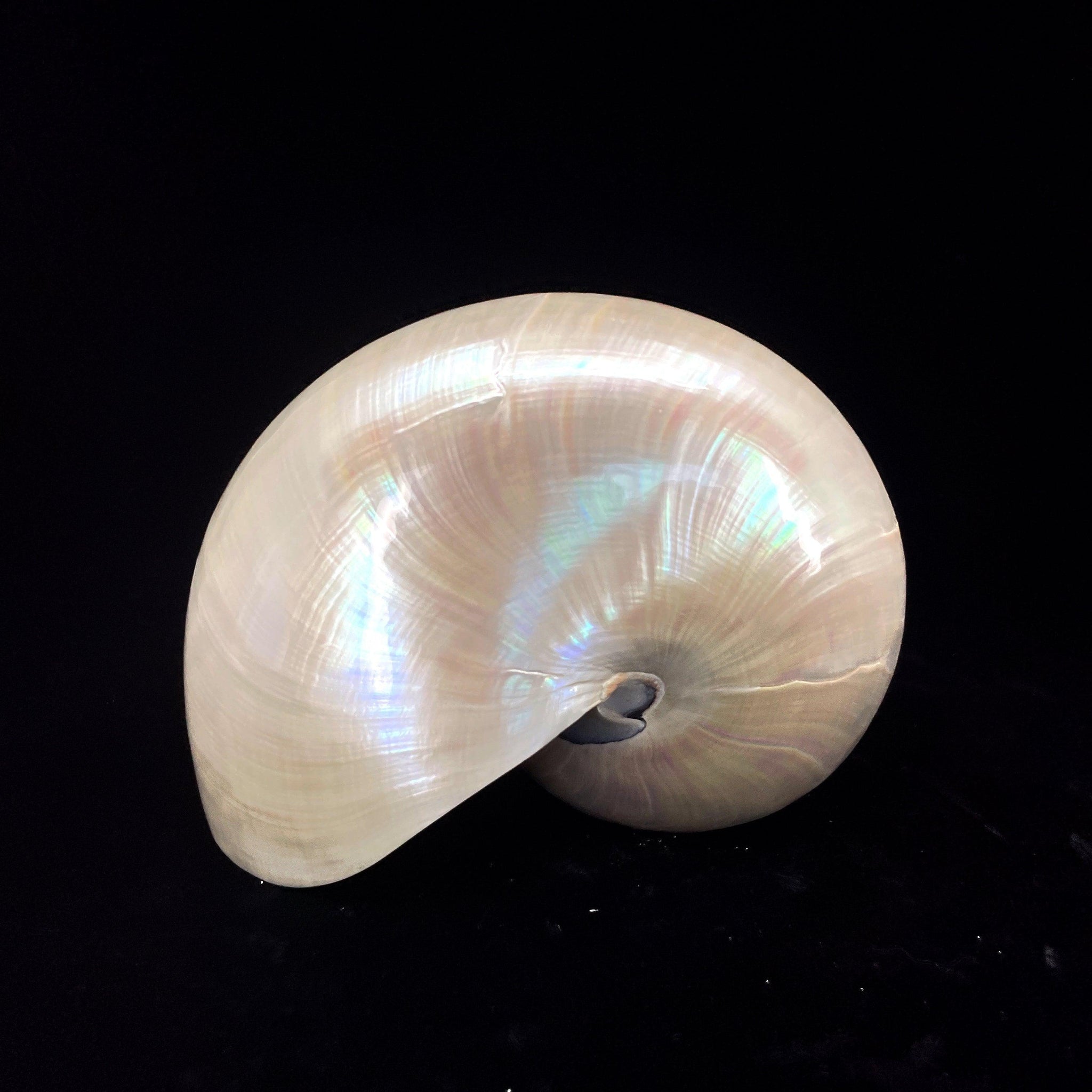 Chambered Nautilus Polished – Salt Flat Trading Co.
