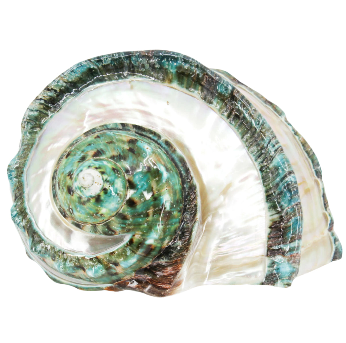 Giant Turbo 7-8" – Salt Flat Trading Co.